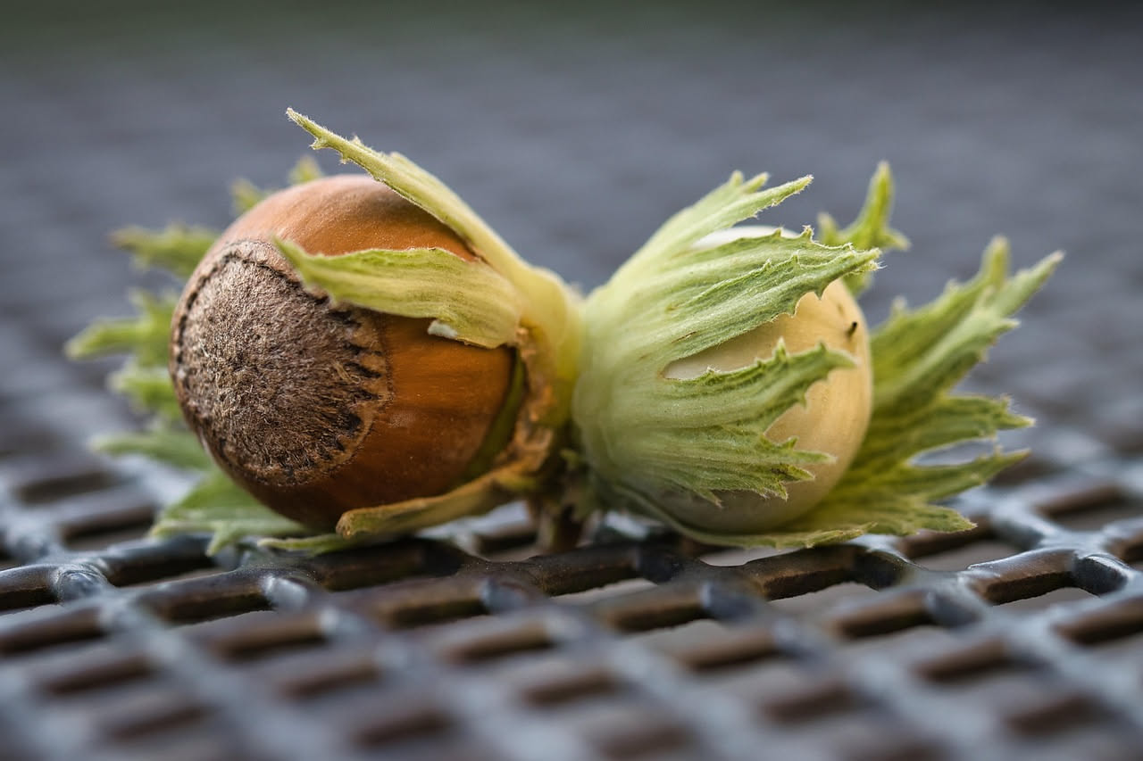 Nocciole: proprietà, benefici e come consumarle correttamente | Salute ...